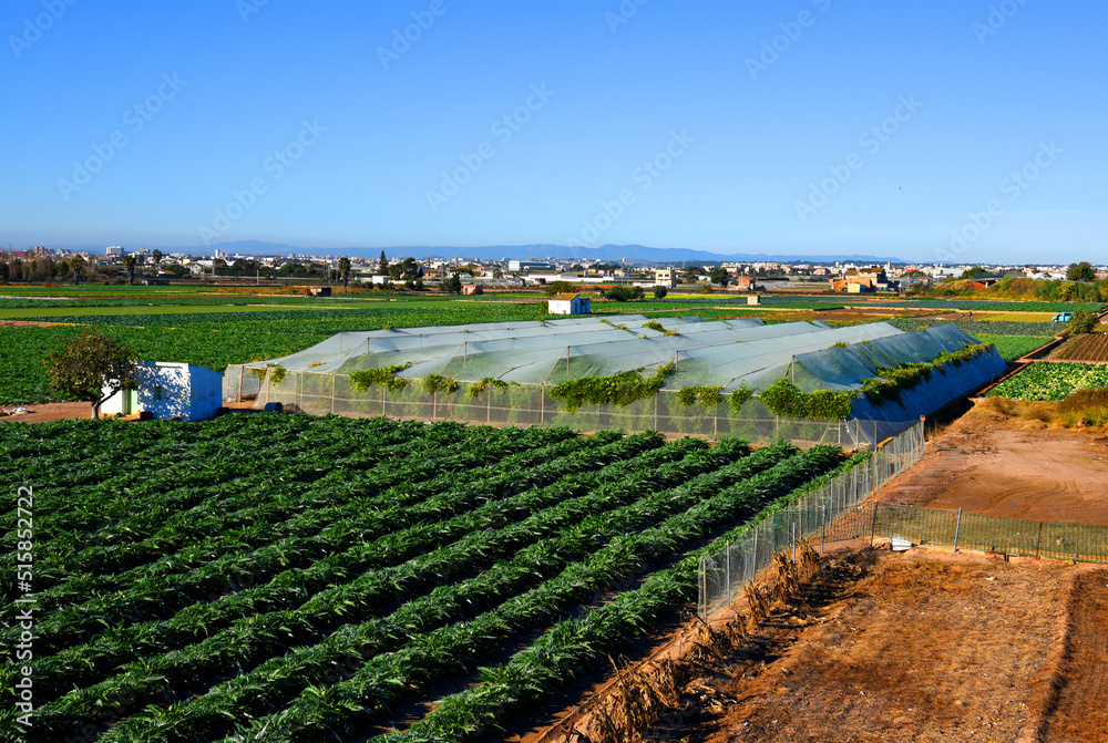 Fotografia do Stock: Farm field in Valencia. Vineyards and olive groves ...