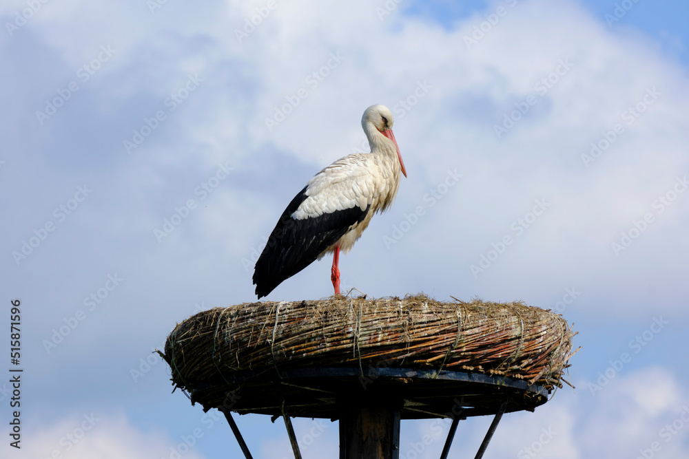 A white stork with a red beak and black wings in a nest on a pole ...