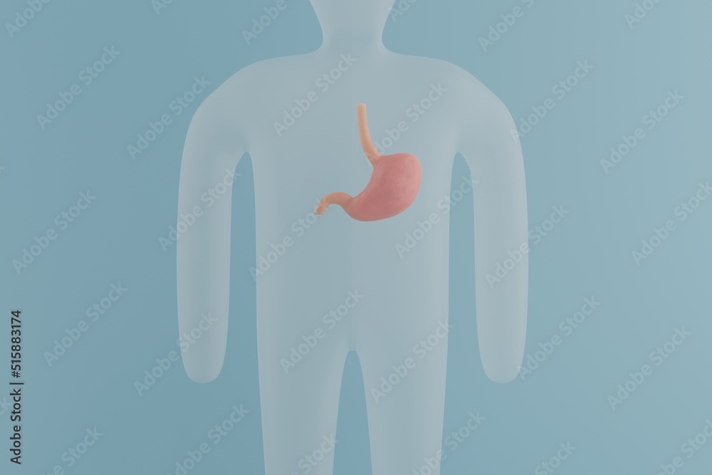 Stomach on the body of a human figure. Problems of the stomach ...