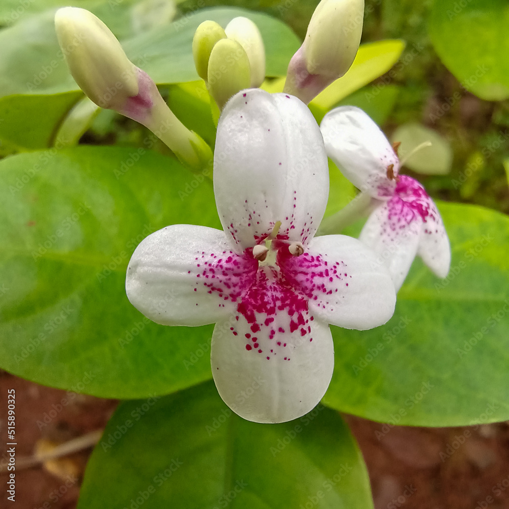 ornamental plant Pseuderanthemum maculatum or commonly known as yellow ...
