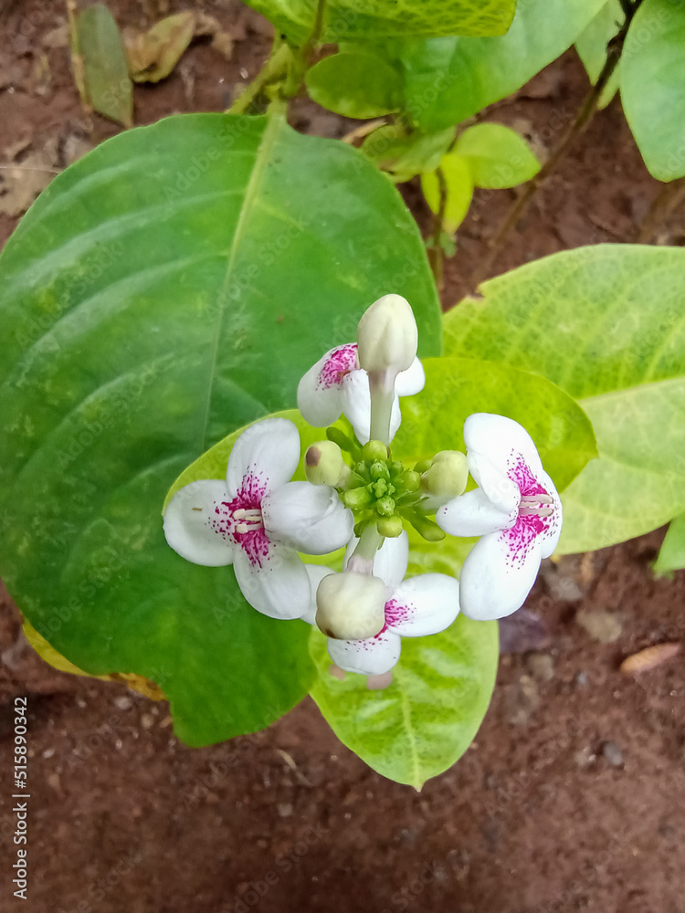 ornamental plant Pseuderanthemum maculatum or commonly known as yellow ...