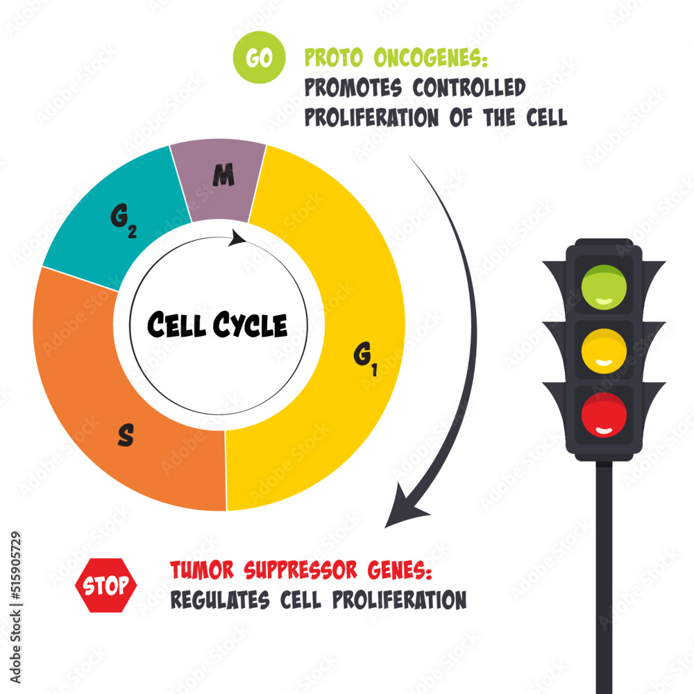 Functions of proto oncogenes and tumor suppressor genes in the cell ...