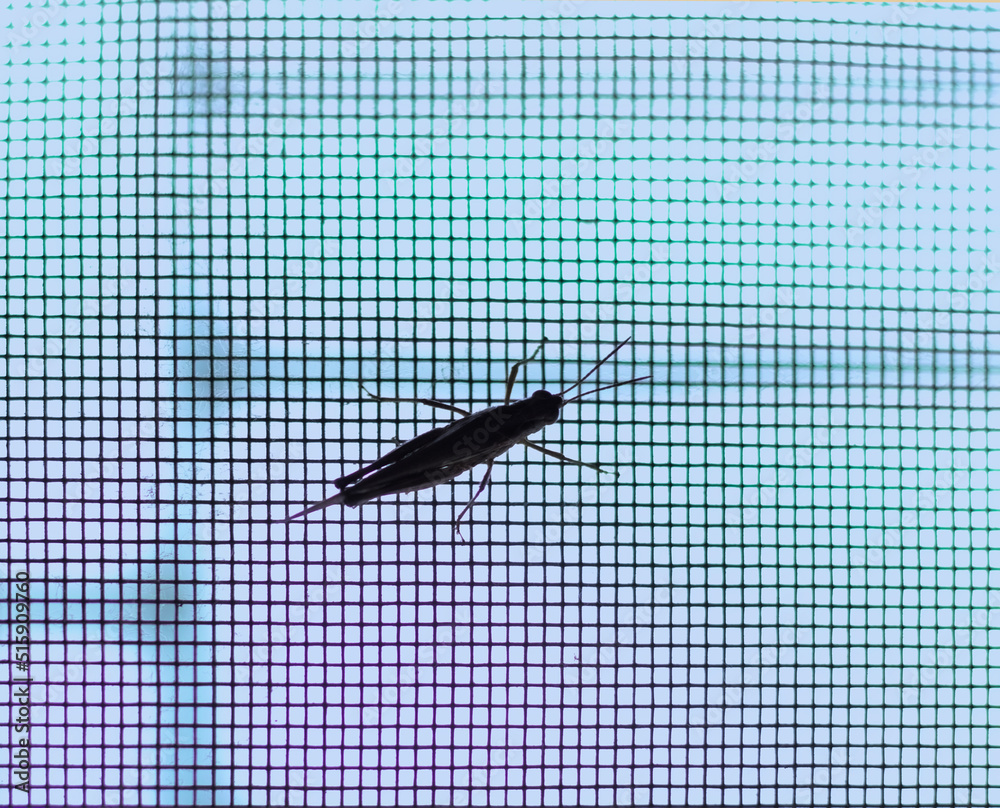 Grasshopper or Ground Hopper stuck on barn window net Stock Photo ...