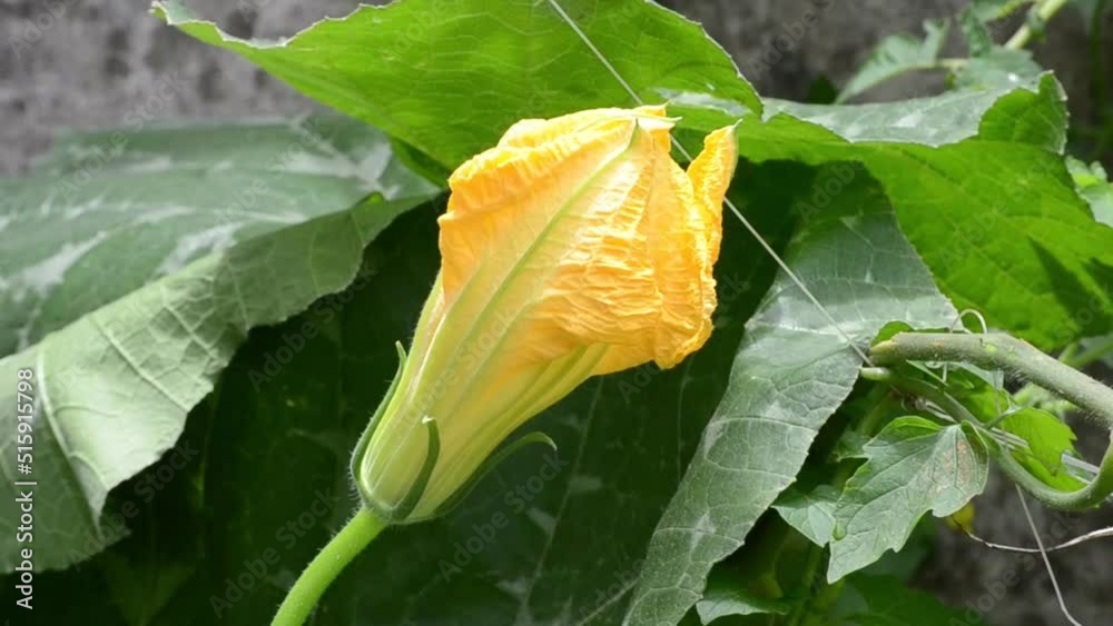 Male pumpkin flower (Cucurbita) and its young fruit in organic ...