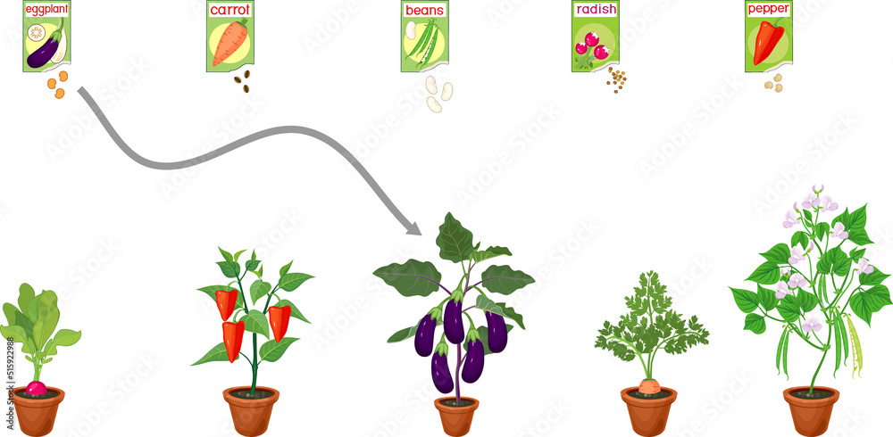 Educational matching game for biology lesson. Different vegetable ...