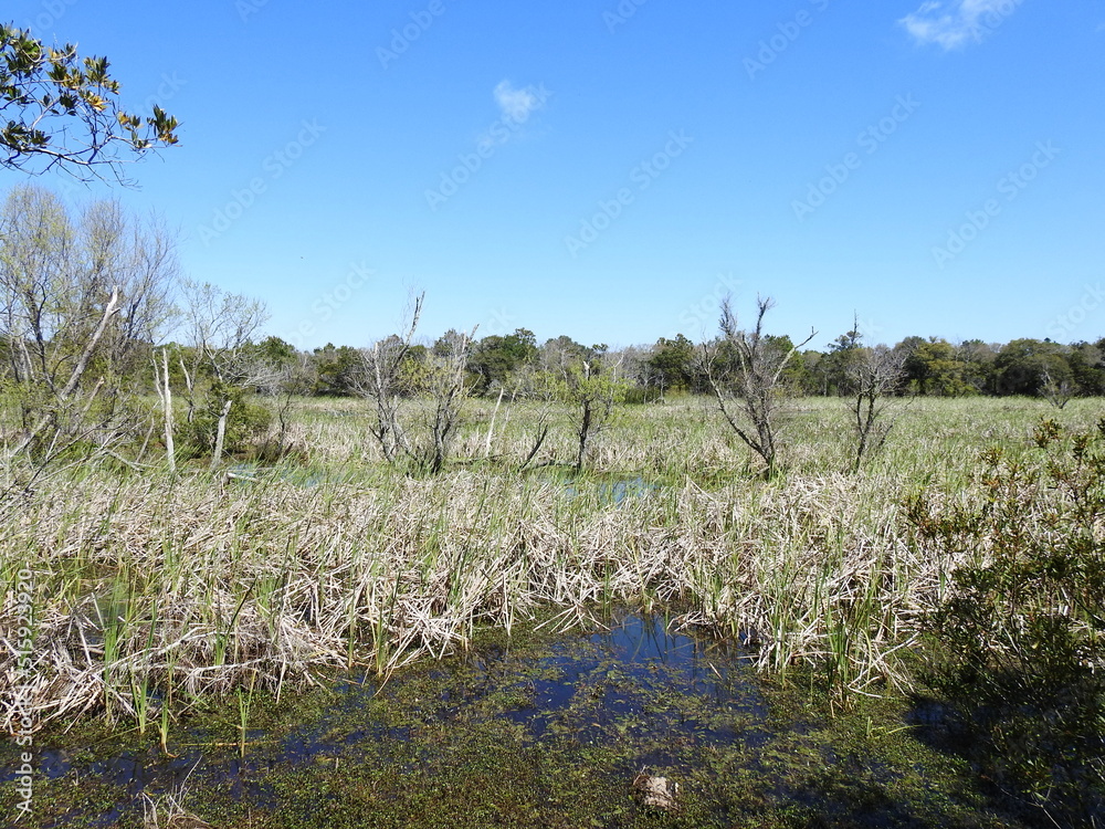 The natural beauty of the swamp known as Jennette Sedge, located in the ...