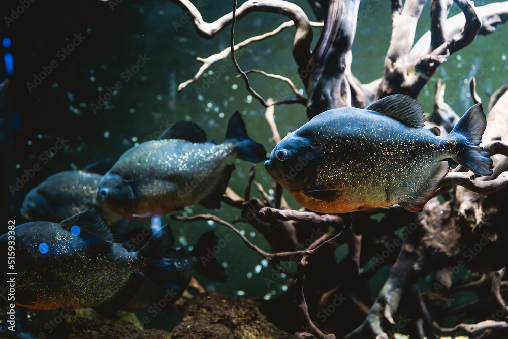 Piranha underwater. Dangerous aggressive fish in dark piranha aquarium ...