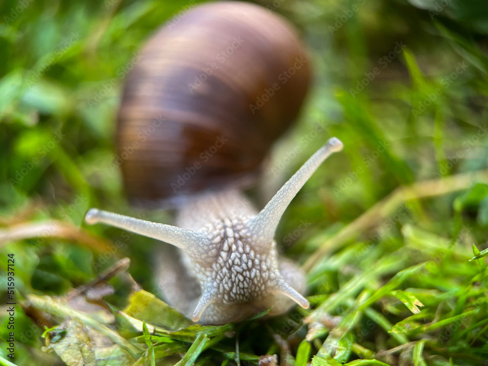 Macrophotography of a grape snail (Latin Helix pomatia). The grape ...