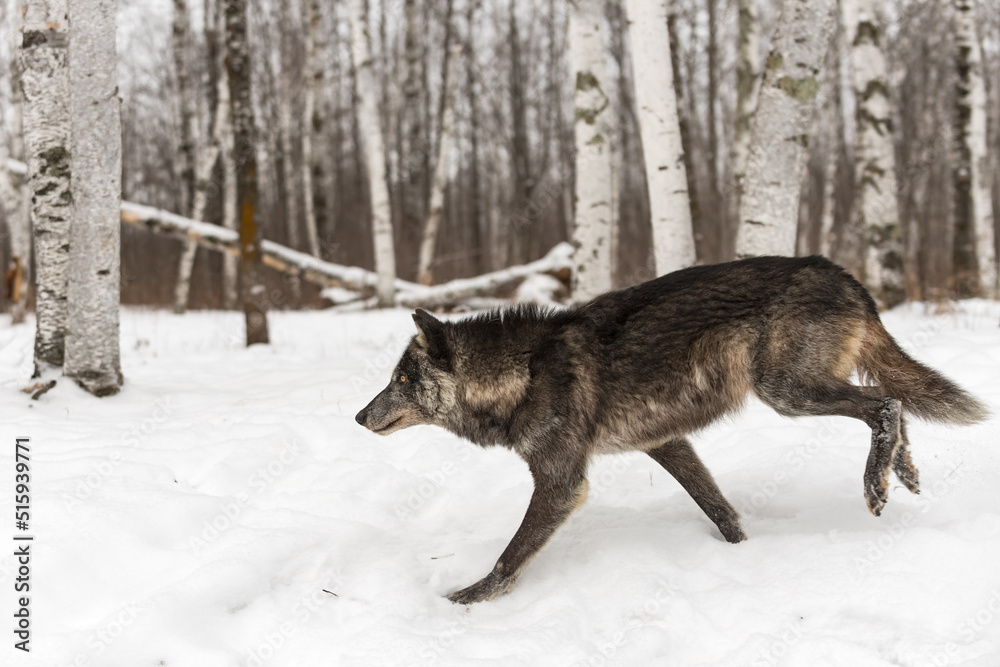 Black Phase Grey Wolf (Canis lupus) Runs Left Past Woods Back Feet Up ...