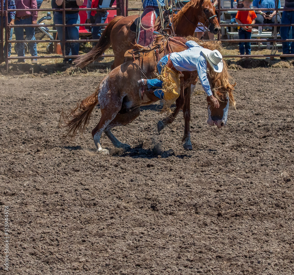 A rodeo cowboy is falling off a bucking bronco on the right side. The ...