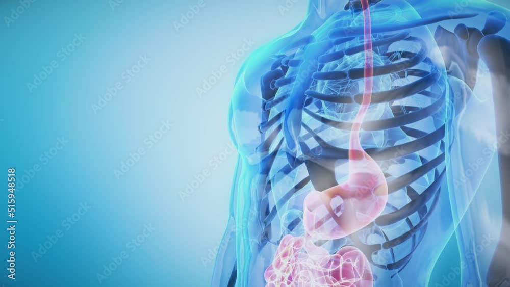 Human Digestive System Anatomy of Transparent Body Rotation showing and ...