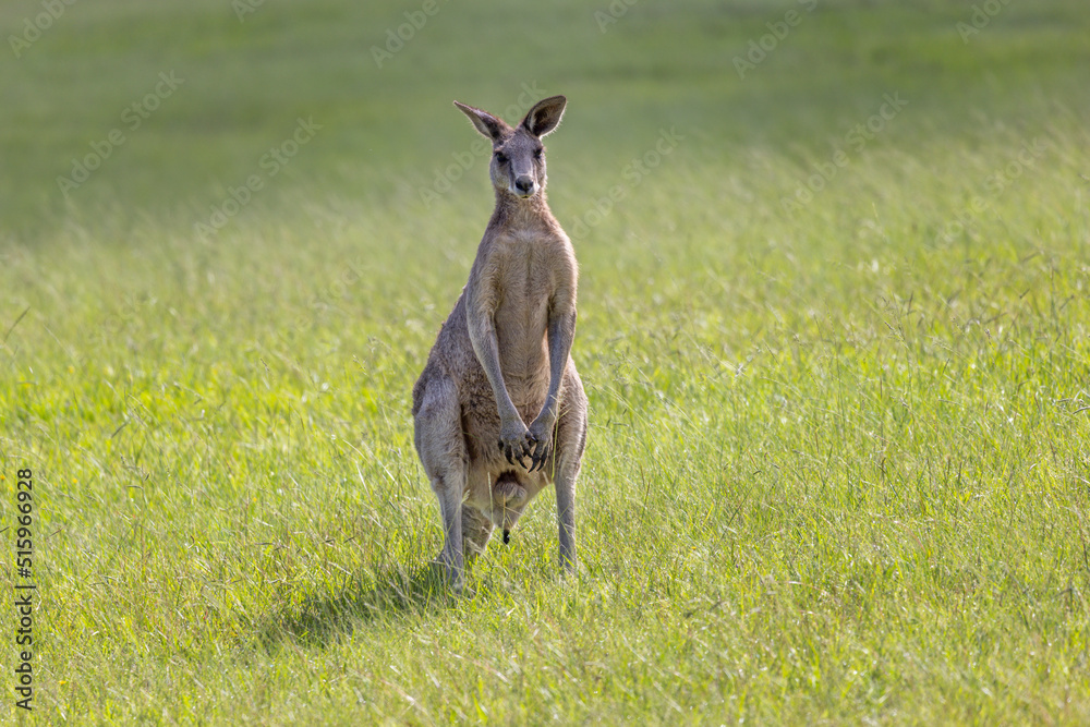 Fotka „Frontal photo of a male Eastern Grey Kangaroo (Macropus ...