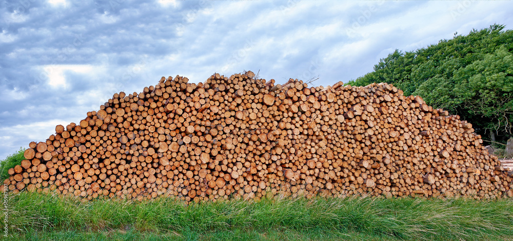 Deforestation in the woods.Tree logs stacked high in a forest with ...