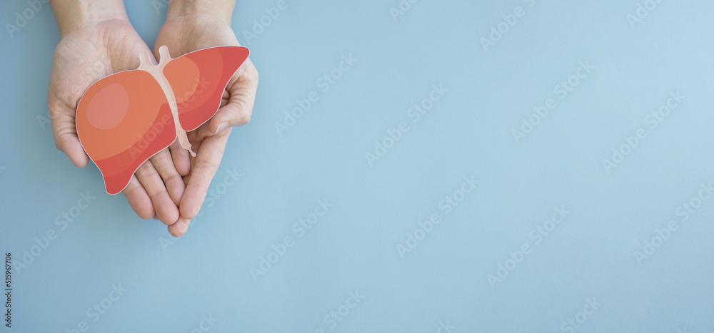 Hands holding healthy liver, organ donation, hepatitis vaccination ...
