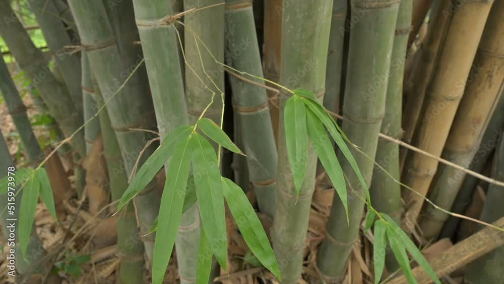 Bamboo, bamboo plants are evergreen perennial flowering plants ...