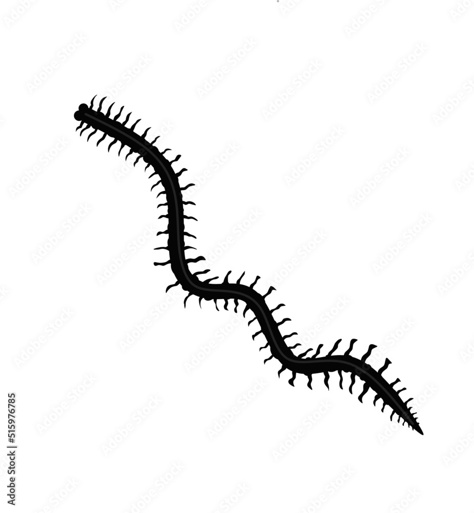 Nereis is a genus of polychaete worms in the family Nereidae, vintage ...