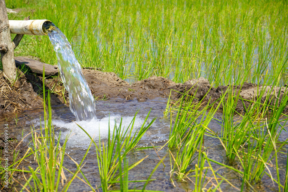 Irrigation of rice fields using pump wells with the technique of ...