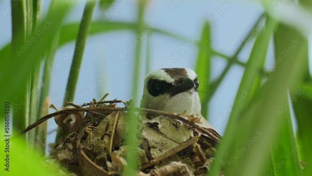 Video „Eastern yellow-vented bulbul incubating eggs sits in nest in ...
