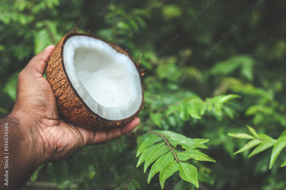 Half coconut with flesh holding in hand | the edible fruit of the ...