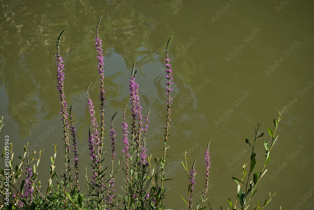 Beautiful and slender purple flower in a natural setting on the river ...