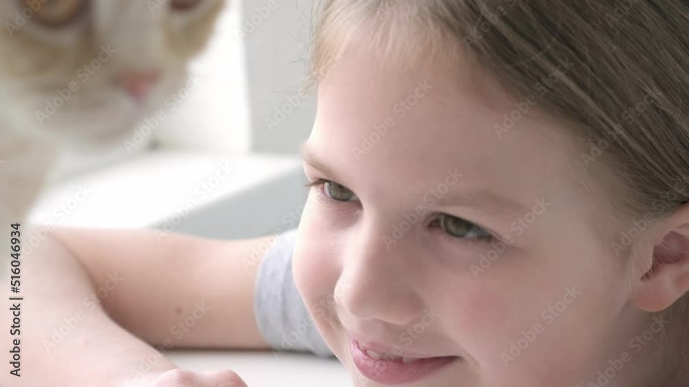 Red cat breed Scottish fold licks little girl at home.. Cute calm pet ...