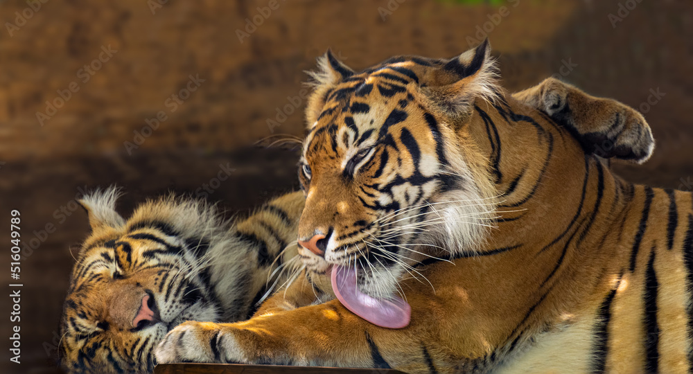 Sumatran tiger (Panthera tigris sumatrae), rare tiger subspecies that ...