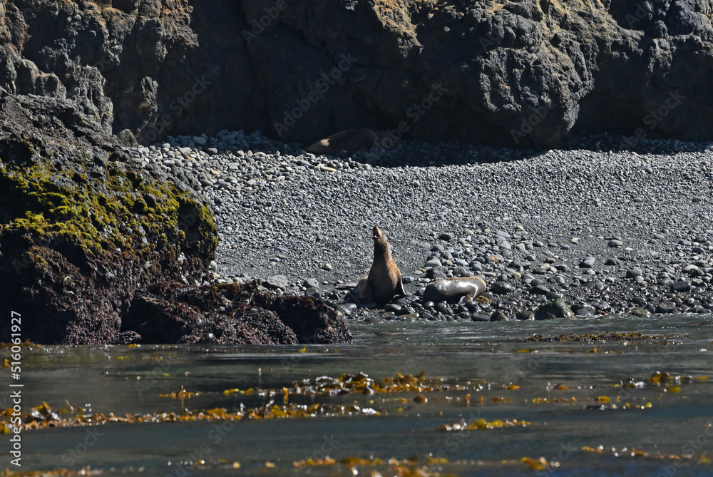 Lone California sealion bellowing at sea lion rookery Anacapa Island ...