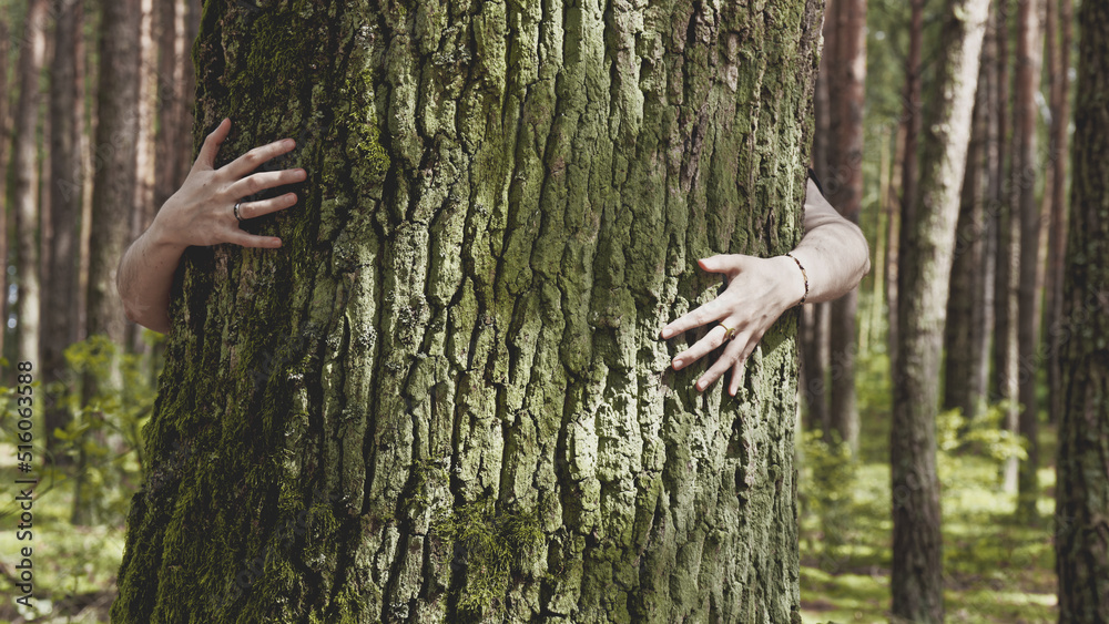 Female hands on big old oak tree bark. Tree hugger person in the forest ...