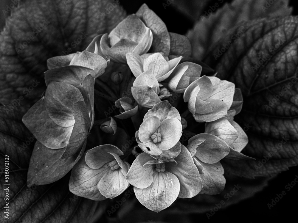 Fleurs en noir et blanc Stock Photo | Adobe Stock
