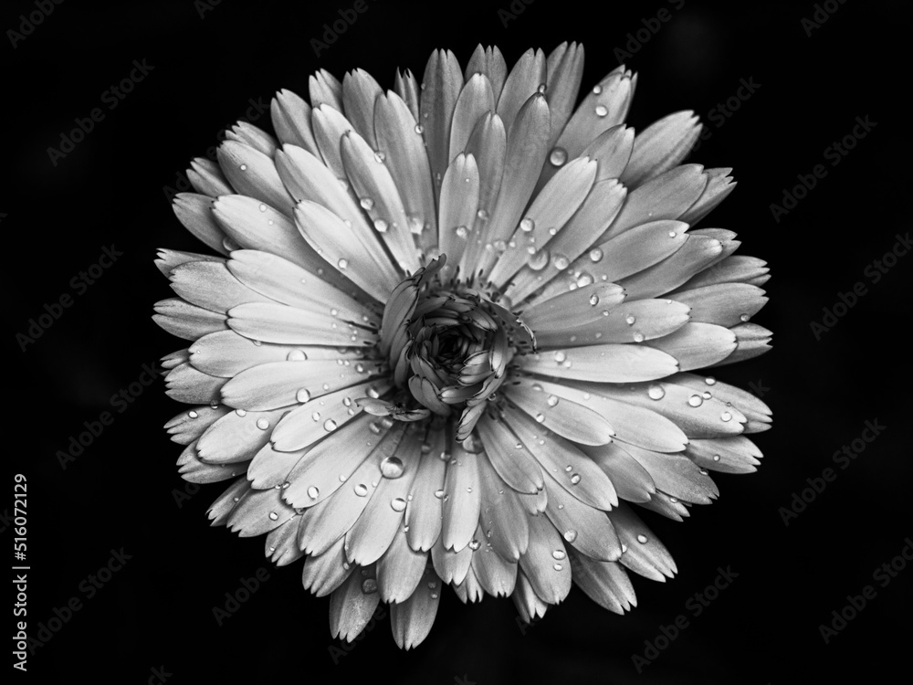 Fleur en noir et blanc Stock Photo | Adobe Stock