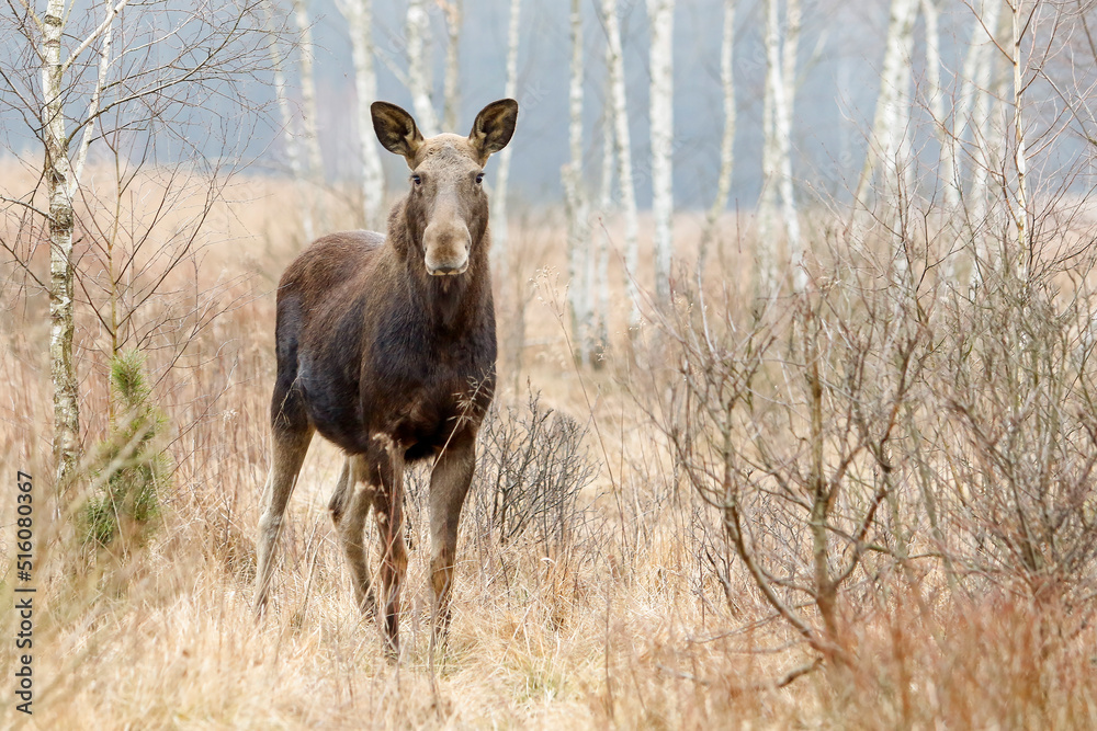 Łoś (Alces alces) w swoim naturalnym środowisku Stock Photo | Adobe Stock