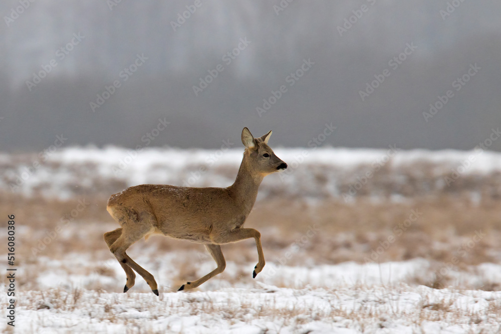 Sarna (Capreolus capreolus) w swoim naturalnym środowisku Stock Photo | Adobe Stock