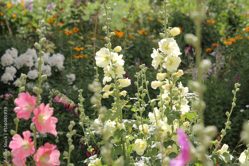 Flowering common hollyhock (Alcea rosea) plants with flowers of ...
