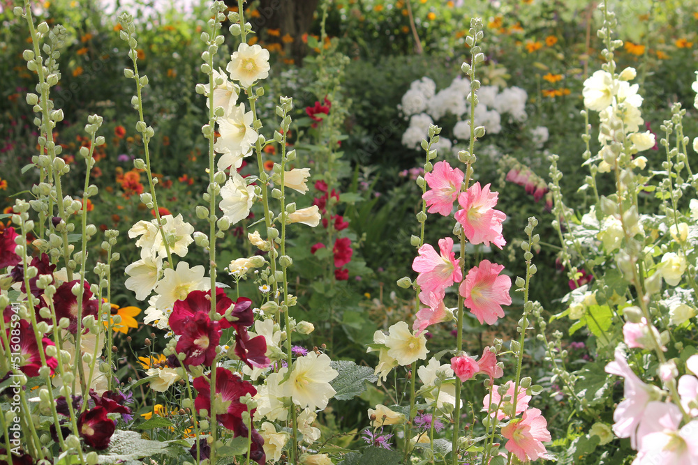 Flowering common hollyhock (Alcea rosea) plants with flowers of ...