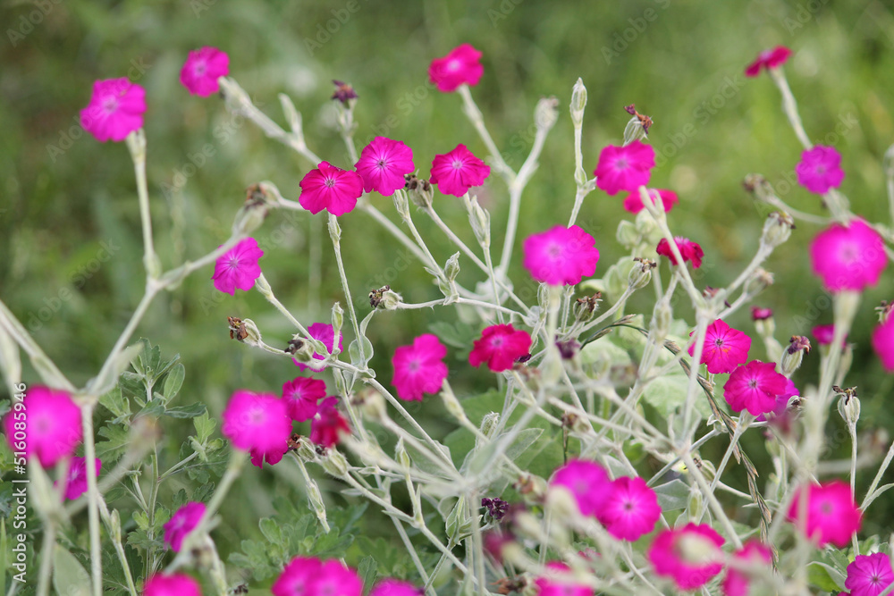 Fotka „Flowering rose campion (Silene coronaria, syn. Lychnis coronaria ...