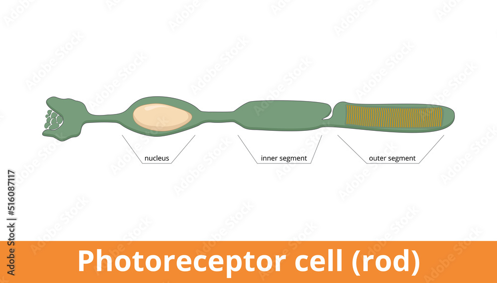 Photoreceptor cell (rod). Anatomy of a rod, including the nucleus ...