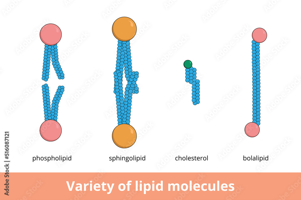 Variety of lipid molecules. Shapes of lipid molecules forming ...