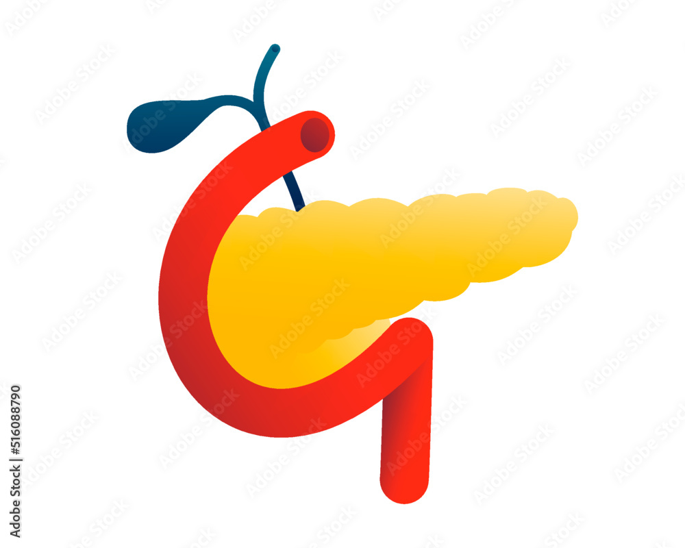 Pancreas isolated on white background. Organs vector illustration Stock ...