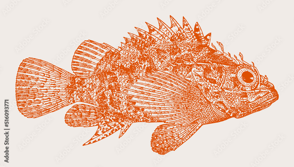 Pygmy scorpionfish scorpaenodes scaber, venomous marine fish in side ...