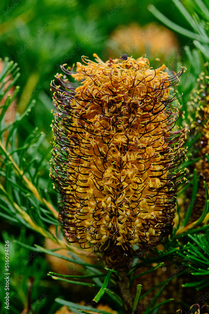Banksia is a genus of around 170 species in the plant family Proteaceae ...