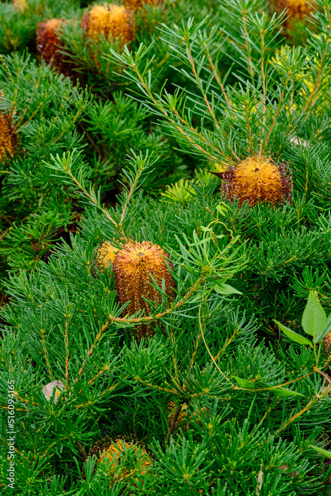 Banksia is a genus of around 170 species in the plant family Proteaceae ...