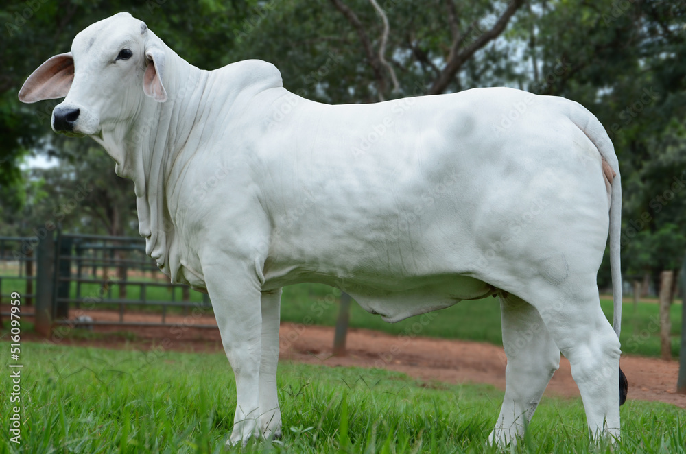 Novilha raça brahman Stock Photo | Adobe Stock