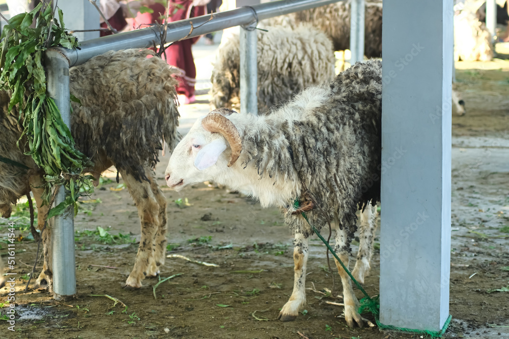 Sheep (kambing qurban) for the preparation of sacrifices on Eid al-Adha ...