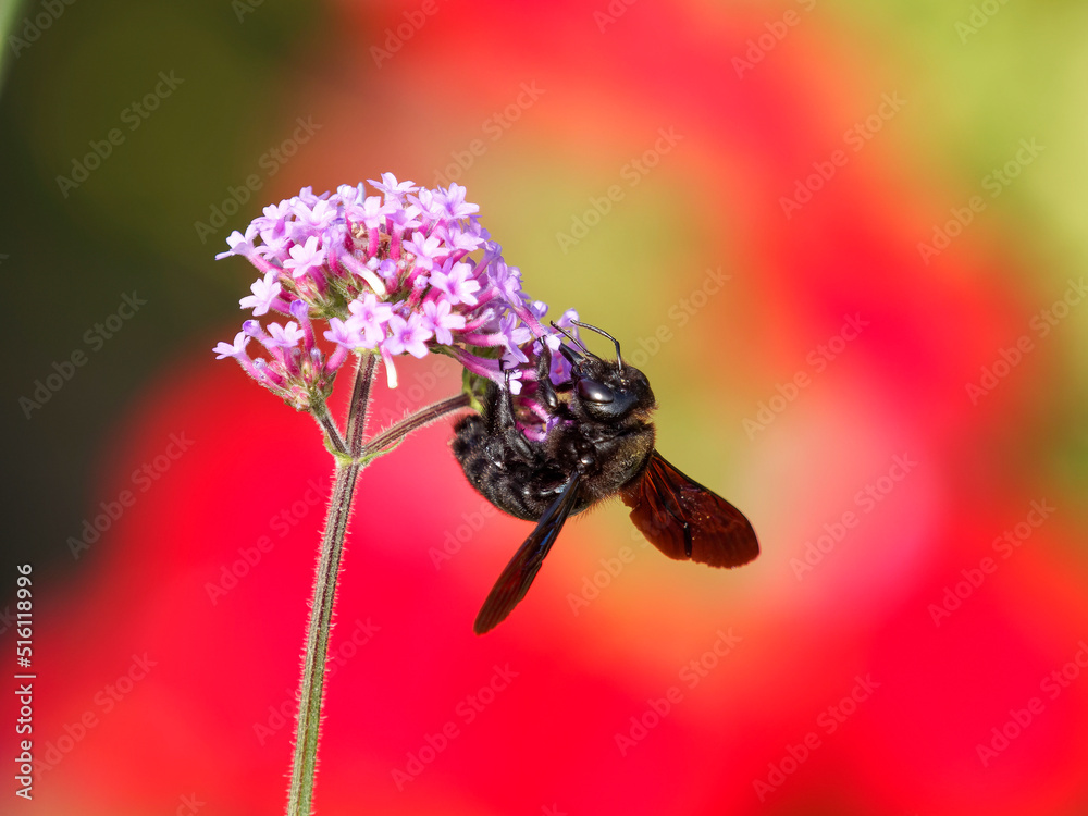 Xylocopa violacea - Violet carpenter bee, dark hairy body with with ...