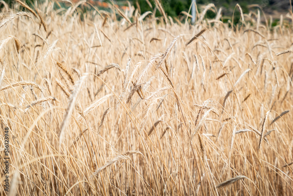 Plantação de centeio já maduro e pronto para a colheita num campo ...