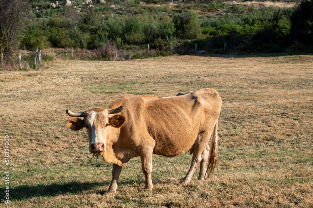 Vaca no pasto, pasto rodeado por montes. Vaca magra no pasto a comer ...