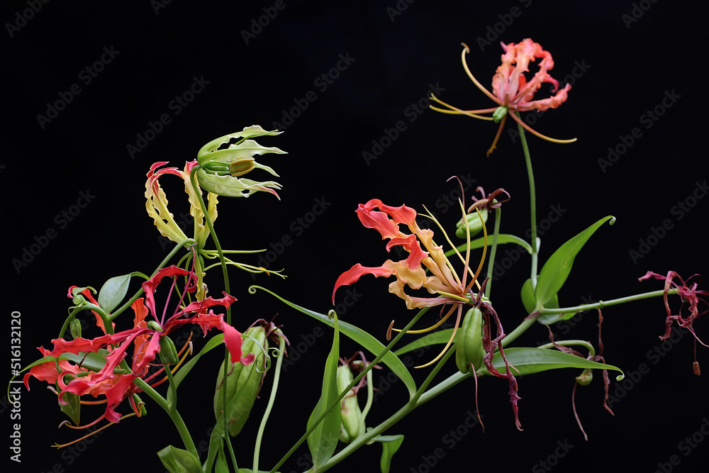 The beauty of a flame lily (Gloriosa superba) in full bloom. This ...