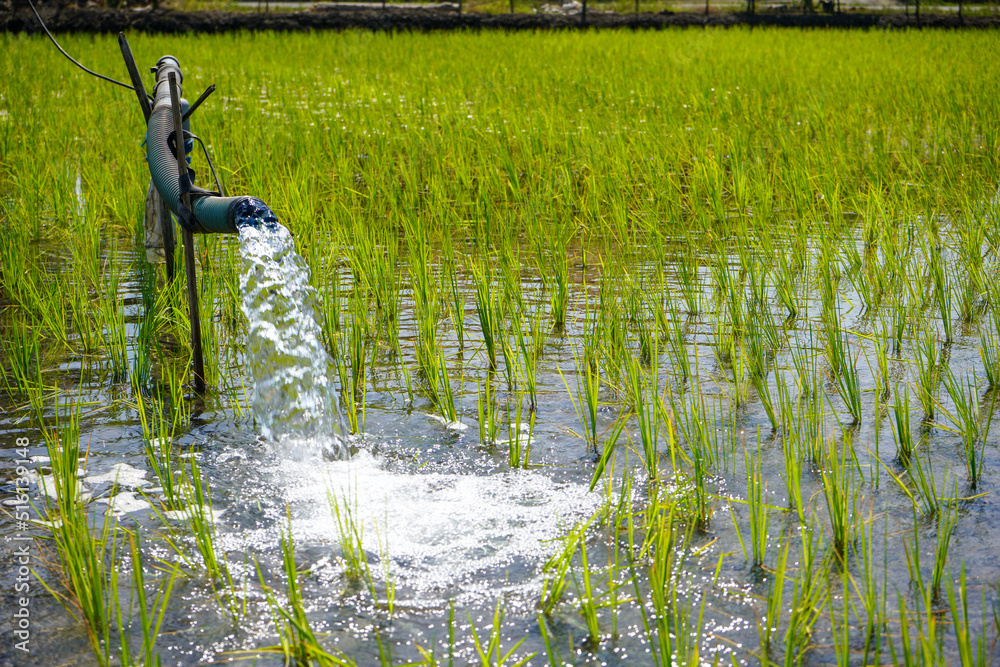 Irrigation of rice fields using pump wells with the technique of ...