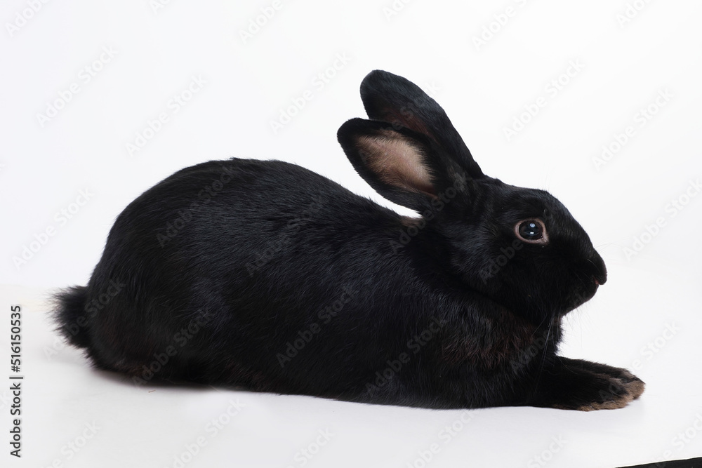 black rabbit the symbol of the year 2023 according to the Chinese ...