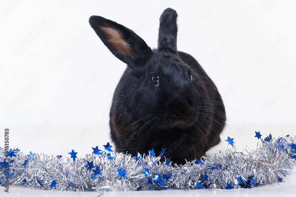 black rabbit the symbol of the year 2023 according to the Chinese ...